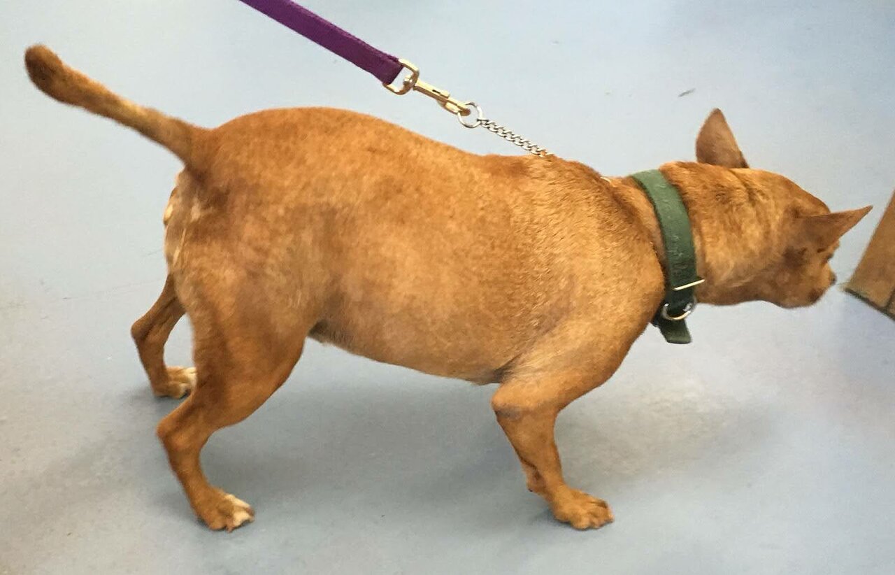 A Hawaiian “poi dog,” the old Polynesian breed brought by Hawaiian ...